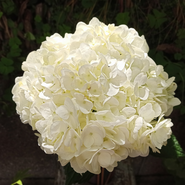 Dollar Hydrangea - Wholesale Hydrangea, Bulk Hydrangea