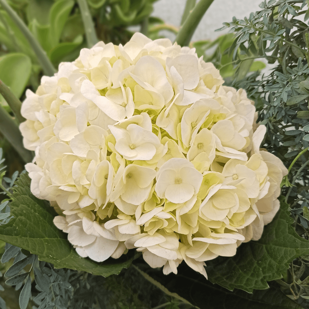 Wholesale Premium White Bulk Hydrangeas – Dollar Hydrangea