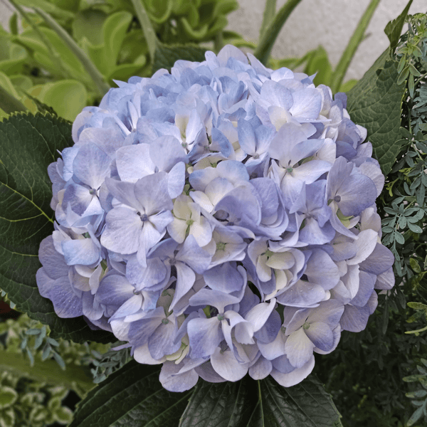 Dollar Hydrangea - Wholesale Hydrangea, Bulk Hydrangea
