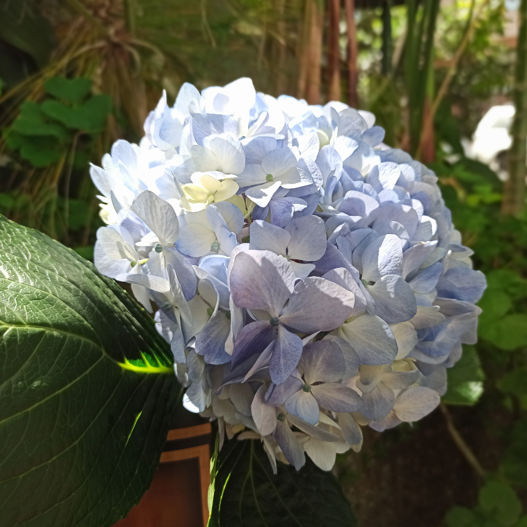 Wholesale Blue Bulk Hydrangeas – Dollar Hydrangea